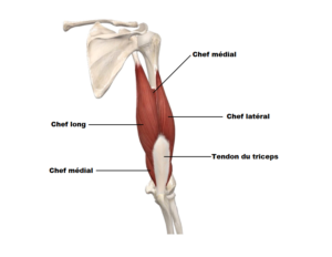 [Triceps] Meilleurs exercices musculation triceps - chef long, médial ...