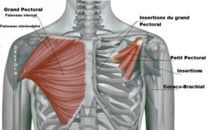 Programme Pectoraux : Comment muscler les pectoraux